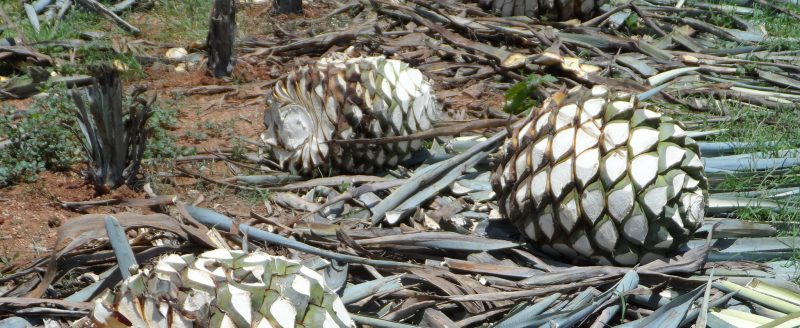 How To Make Tequila: A Distiller's Guide