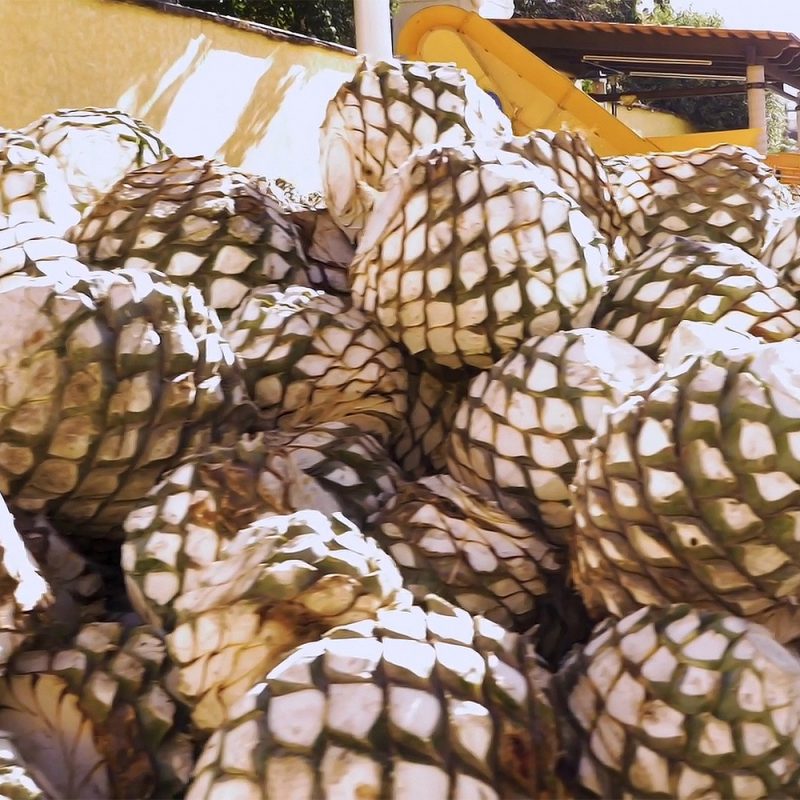 How To Make Tequila: A Distiller's Guide